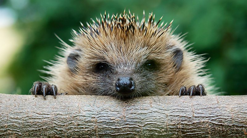Five British animals you didn't know are endangered - BBC Bitesize