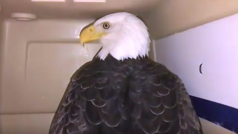 بالفيديو: نسر يتجمد من البرد في الولايات المتحدة الأمريكية - BBC News عربي