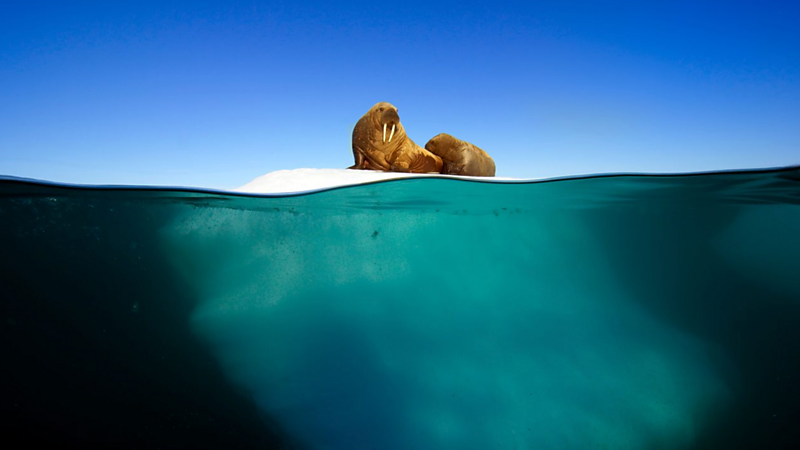 Blue Planet - Live Lesson - BBC Teach
