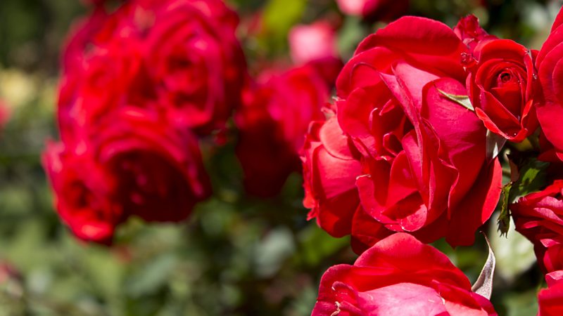 Five flowers that made history - BBC Bitesize