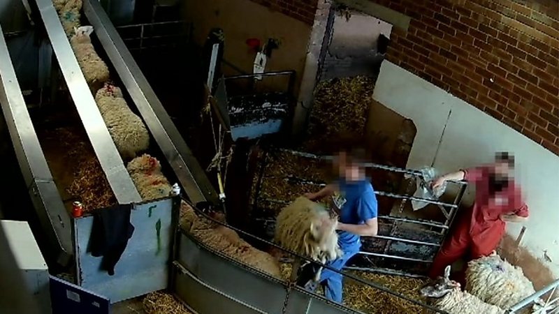 Wrexham abattoir CCTV shows 'horrendous sheep cruelty' - BBC News