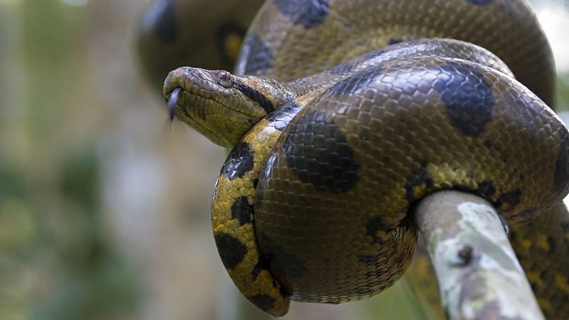 South America: Rainforests, rivers and waterfalls - BBC Bitesize