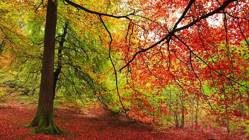 Colour blindness: What is it really like? - BBC Bitesize