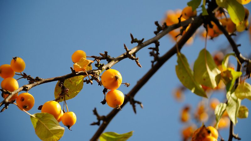 Wild apples: Six facts you might appl-e-ciate - BBC Bitesize