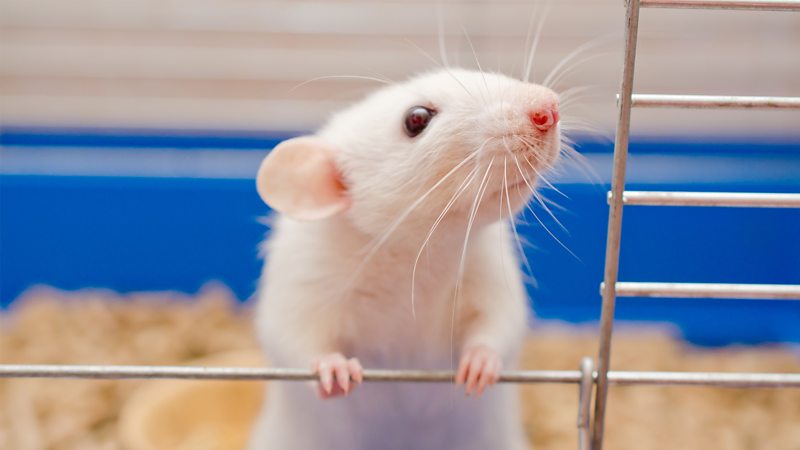 Describing your family and pets - KS3 German - BBC Bitesize