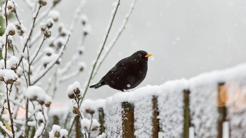 Five animals that holiday in colder climates - BBC Bitesize