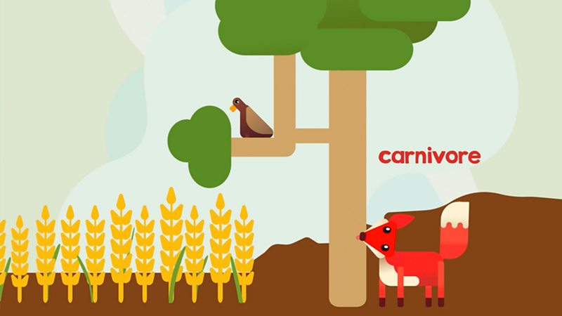 KS1 Science: Animal life cycles - BBC Teach