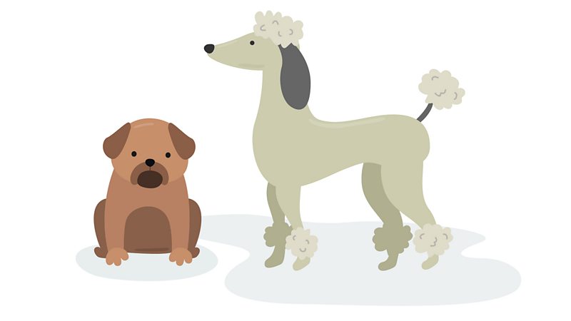 Animals and Pets - 2nd level French - BBC Bitesize