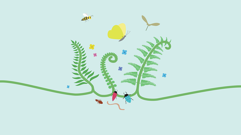 Why are forests important? - BBC Bitesize