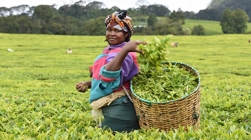 What is fair trade and how does it affect your food shop? - BBC Food