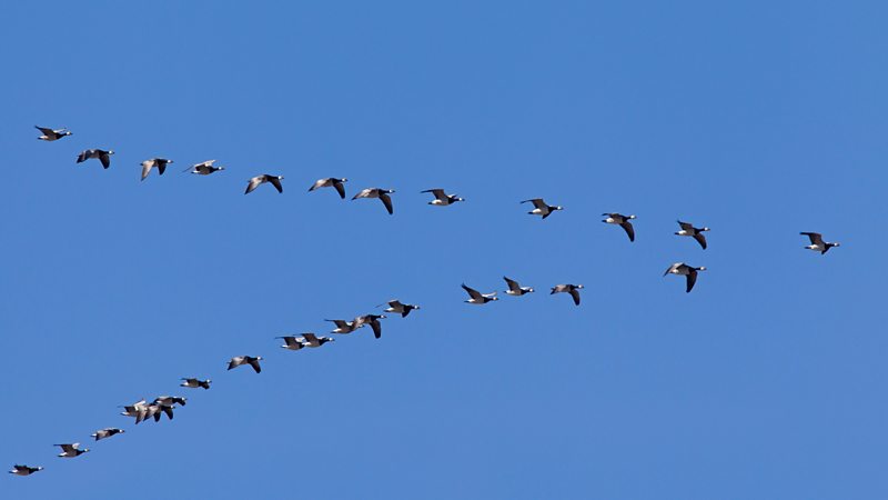 What is migration? - BBC Bitesize