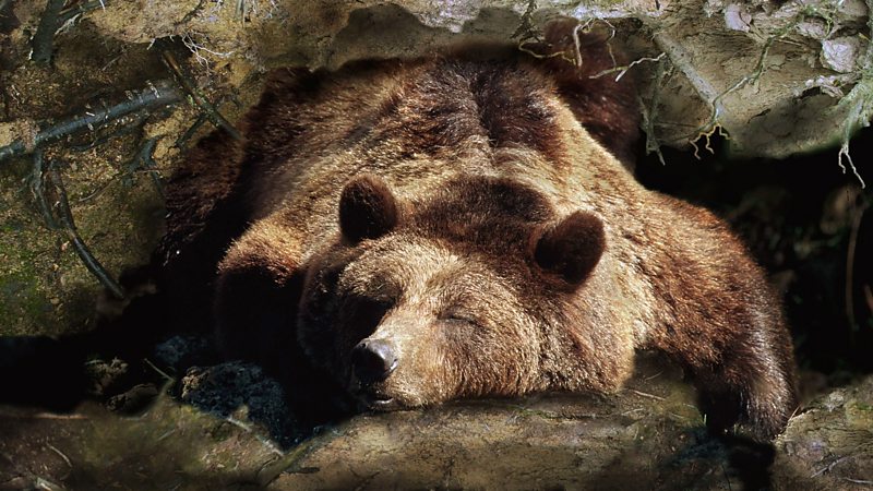 What animals hibernate? Why? - BBC Bitesize