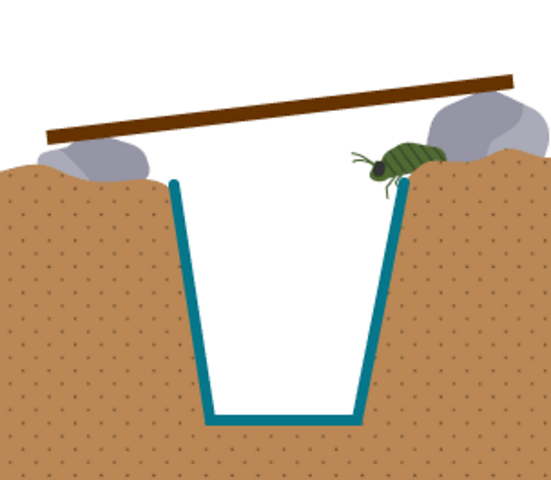 Biodiversity and Ecology - BBC Bitesize