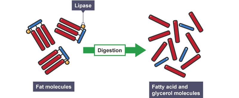 Digestion - BBC Bitesize
