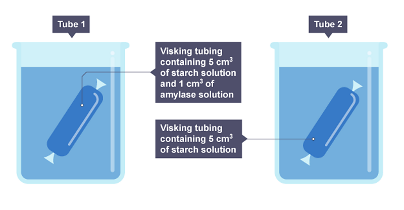 Digestion - BBC Bitesize
