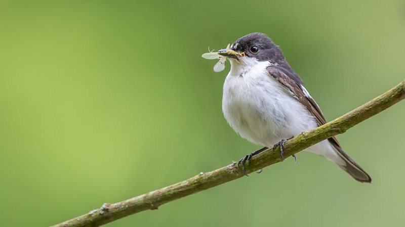 Five rare UK birds to keep a close eye out for this summer - BBC Bitesize