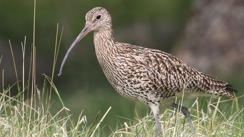 Five rare UK birds to keep a close eye out for this summer - BBC Bitesize