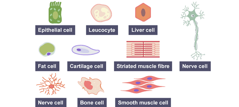 What are cells? KS3 Biology - CCEA - BBC Bitesize