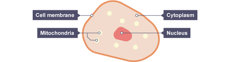 What is reproduction? - KS3 Biology - CCEA - BBC Bitesize