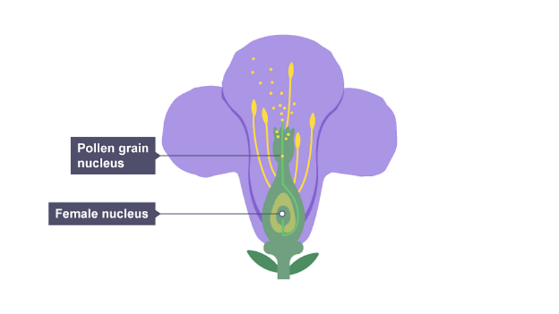 How do plants reproduce? KS3 Biology - BBC Bitesize - CCEA - BBC Bitesize