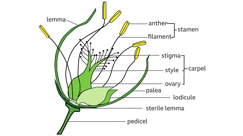 How do plants reproduce? KS3 Biology - BBC Bitesize - CCEA - BBC Bitesize