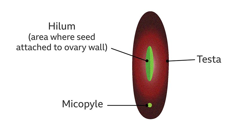 How do plants reproduce? KS3 Biology - BBC Bitesize - CCEA - BBC Bitesize