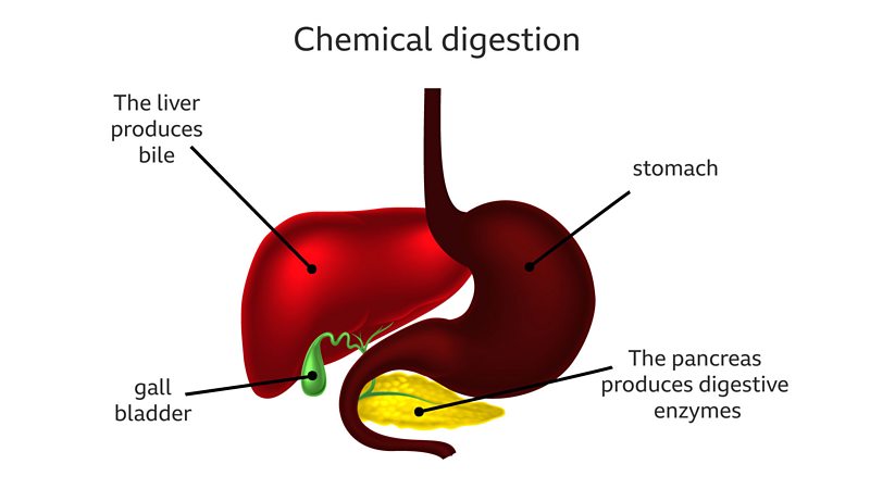 Digestion - BBC Bitesize