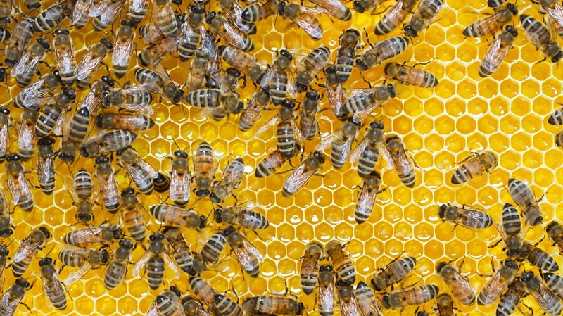 What’s all the fuss about bees? - BBC Bitesize