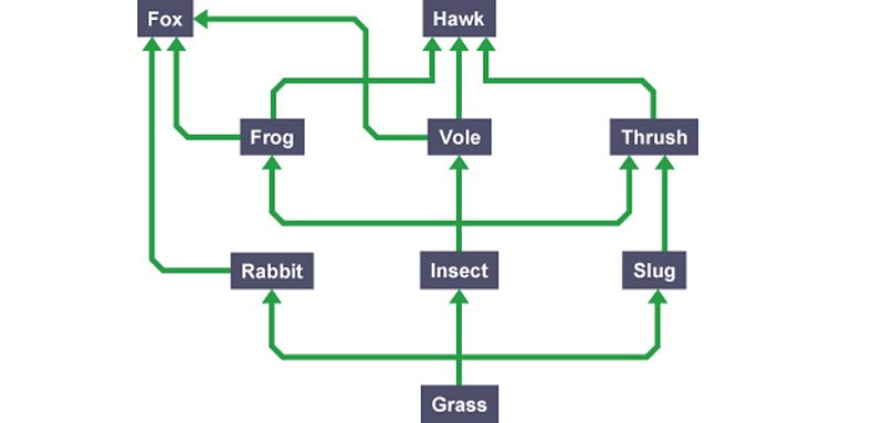 Food Chains - BBC Bitesize