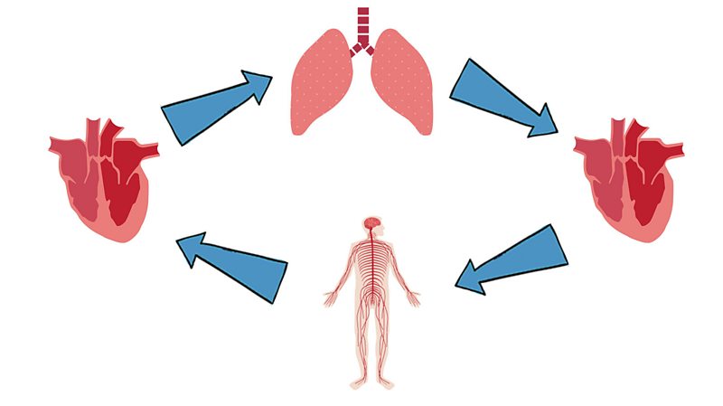 The circulatory system - BBC Bitesize