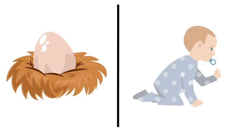 How animals reproduce - BBC Bitesize