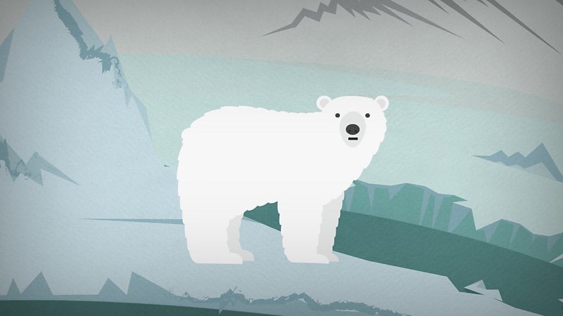 What is a polar habitat? - BBC Bitesize
