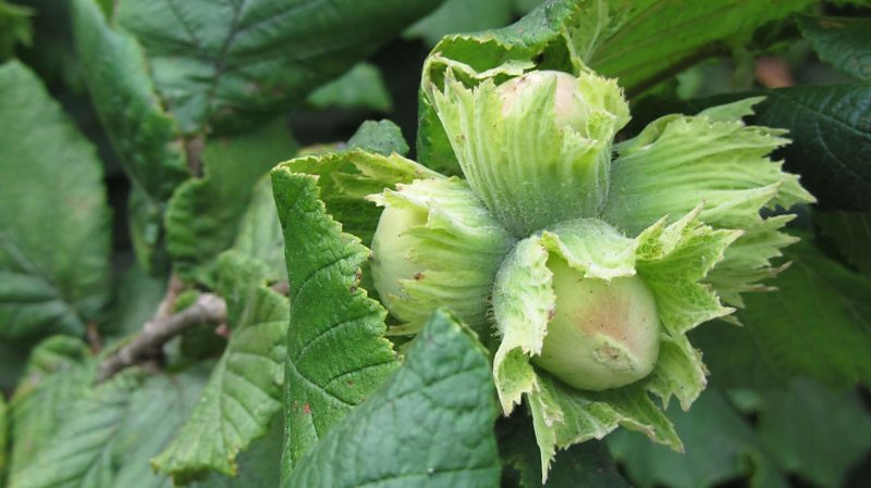 The ingredient with 20 percent fewer calories than you thought - BBC Food