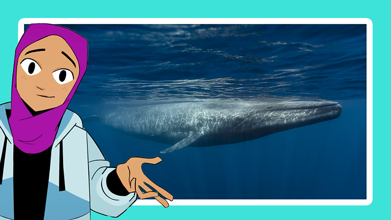 Oceans - KS2 - BBC Bitesize