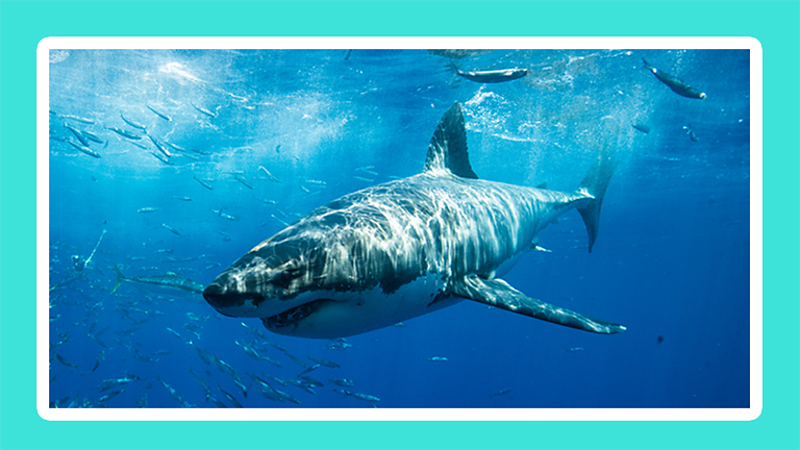 What is ocean pollution? - KS1 - The Regenerators - BBC Bitesize