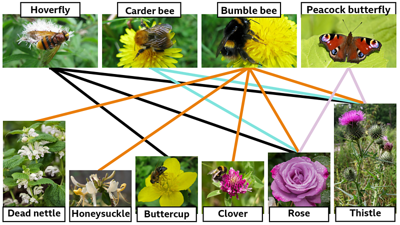Which pollinators visit my garden? - KS2 - The Regenerators - BBC Bitesize