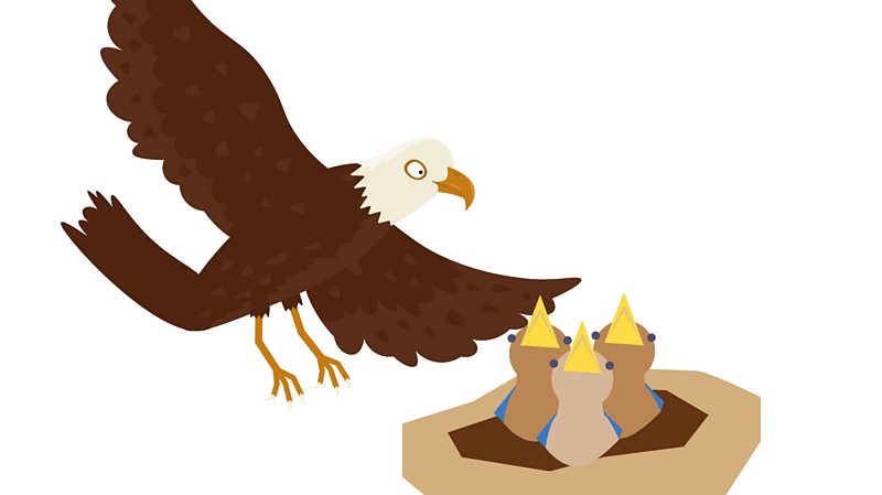 How do animals grow? - BBC Bitesize