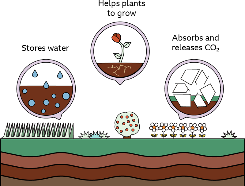 Why is soil important? - KS2 - The Regenerators - BBC Bitesize