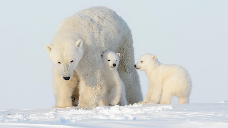 How do cold weather conditions affect our lives? - BBC Bitesize