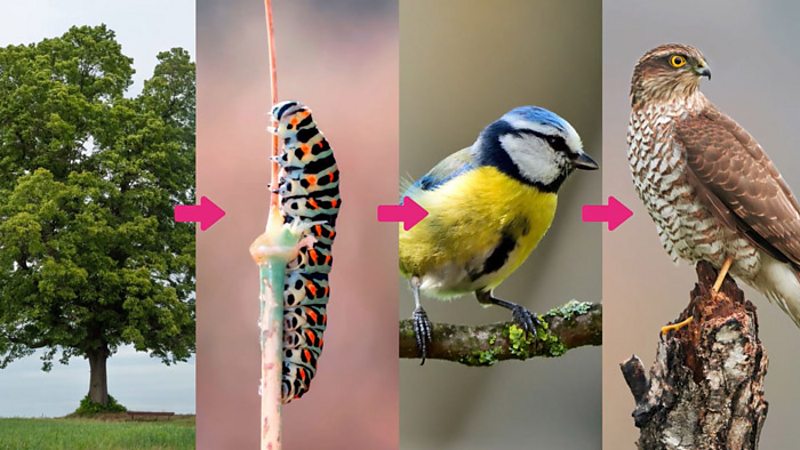 Ecosystems and habitats - KS3 Biology - BBC Bitesize
