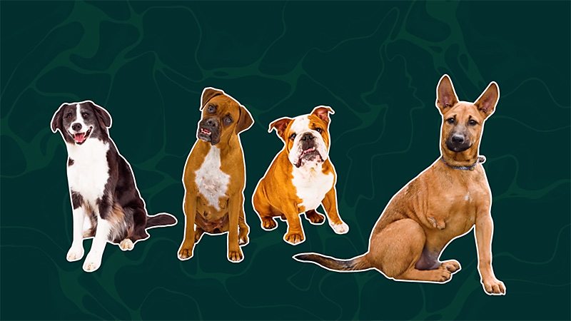 Inheritance and genetics - KS3 Biology - BBC Bitesize