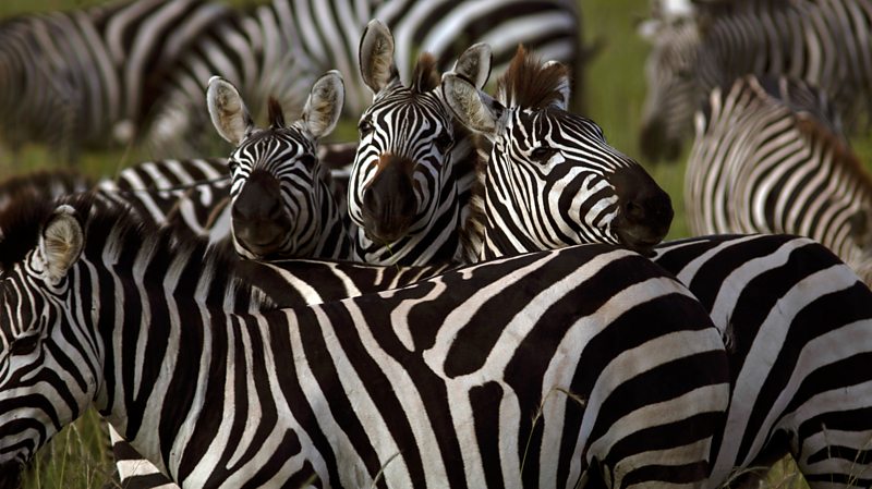 How have different animals adapted to their habitats? - BBC Teach