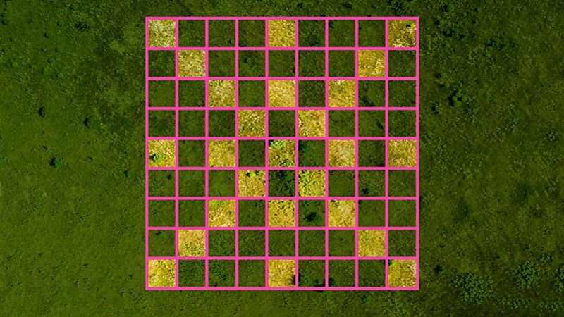 Ecological sampling - Ecosystems and habitats - KS3 Biology - BBC Bitesize