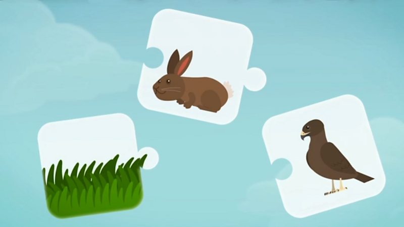 Living things - 1st level Science - BBC Bitesize