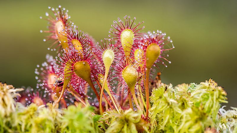 Adaptations of plants - Ecosystems and habitats - KS3 Biology - BBC ...