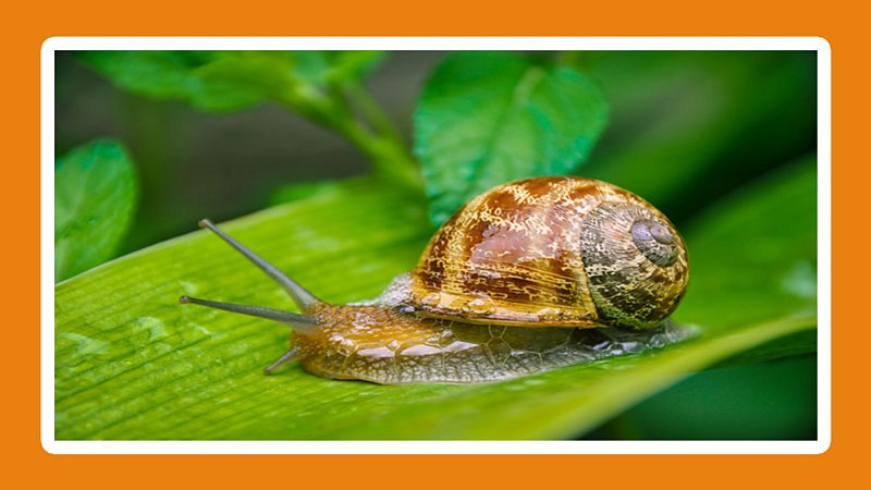 What is a food chain? - BBC Bitesize