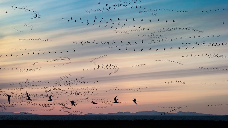What is migration and why do some animals migrate? - KS2 Sustainability ...