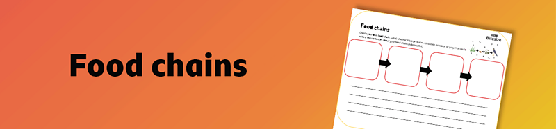 What is a food chain? - BBC Bitesize