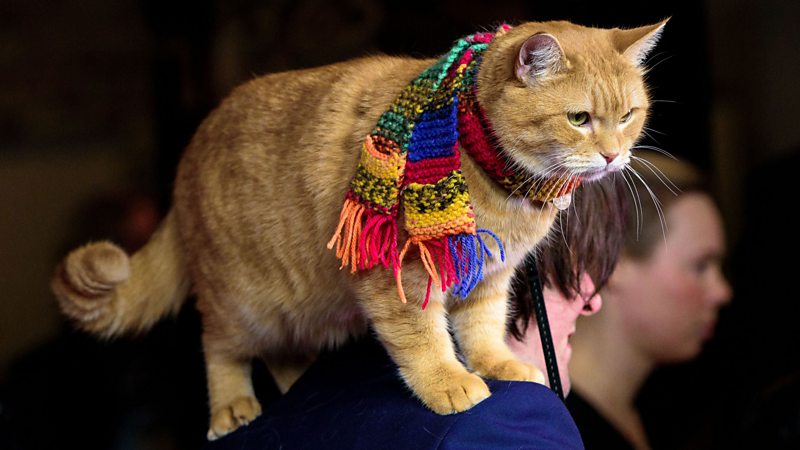 How were our favourite animals domesticated? A brief history of pets ...