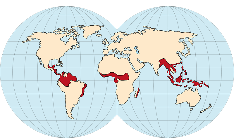 Biomes - BBC Bitesize